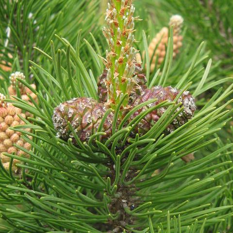 PINUS MUGO MUGHUS - Vivai Reali di Reali Valentina - Produzione di ...